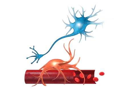 Neurovascular Coupling | Post Concussion Treatment Center | Cognitive FX