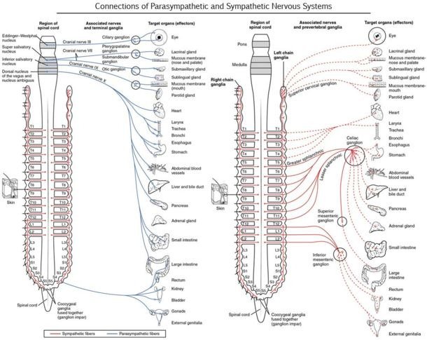 Guide to Post-Concussion Autonomic Dysfunction | Cognitive FX